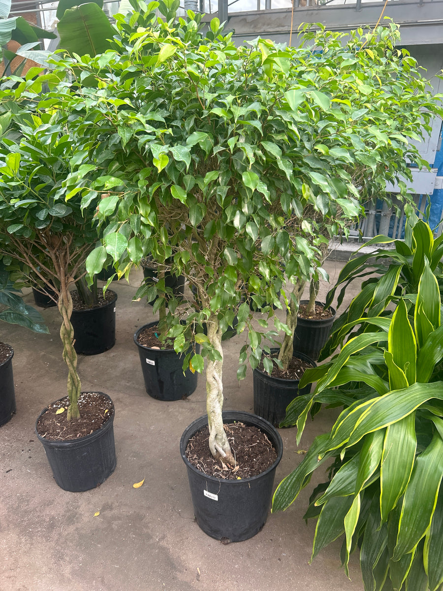 Ficus Benjamin – growinshade