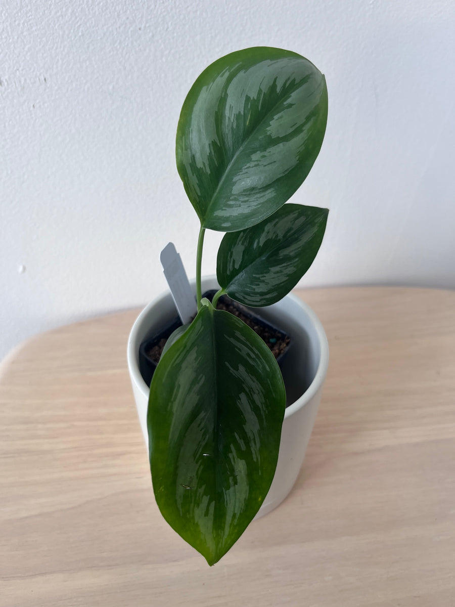 Scindapsus Officinalis – growinshade