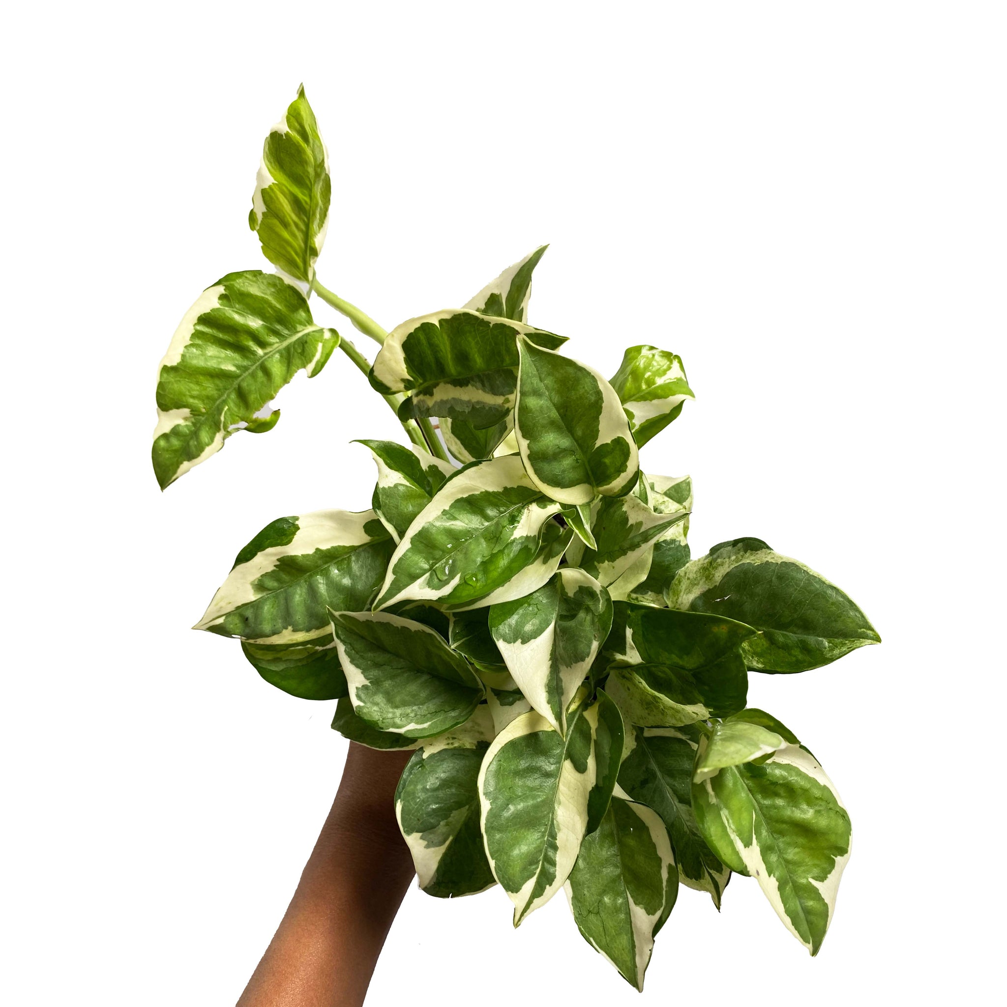 N Joy Pothos – growinshade
